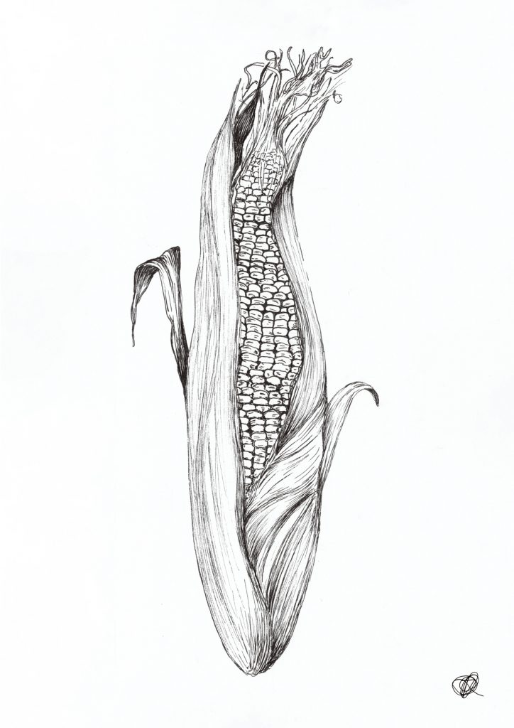 Mielie with Open Husks - Jenna Caitlin Designs